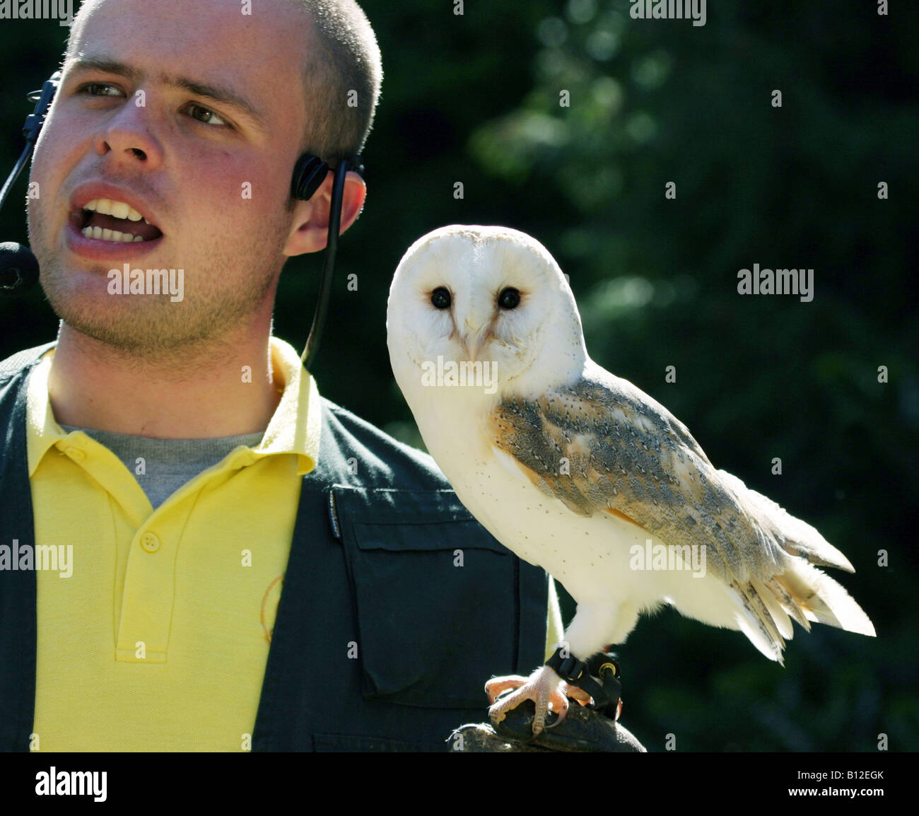 Barn owl, and handler Stock Photo - Alamy