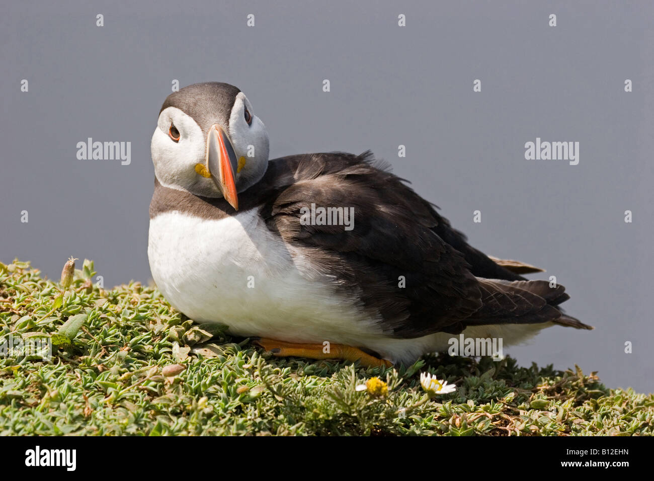 Puffin Facing Ocean High Resolution Stock Photography and Images - Alamy