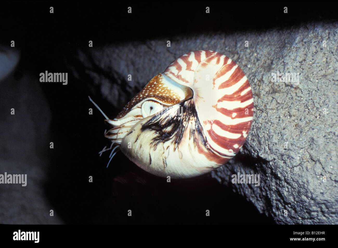 Shelled cephalopods hi-res stock photography and images - Alamy