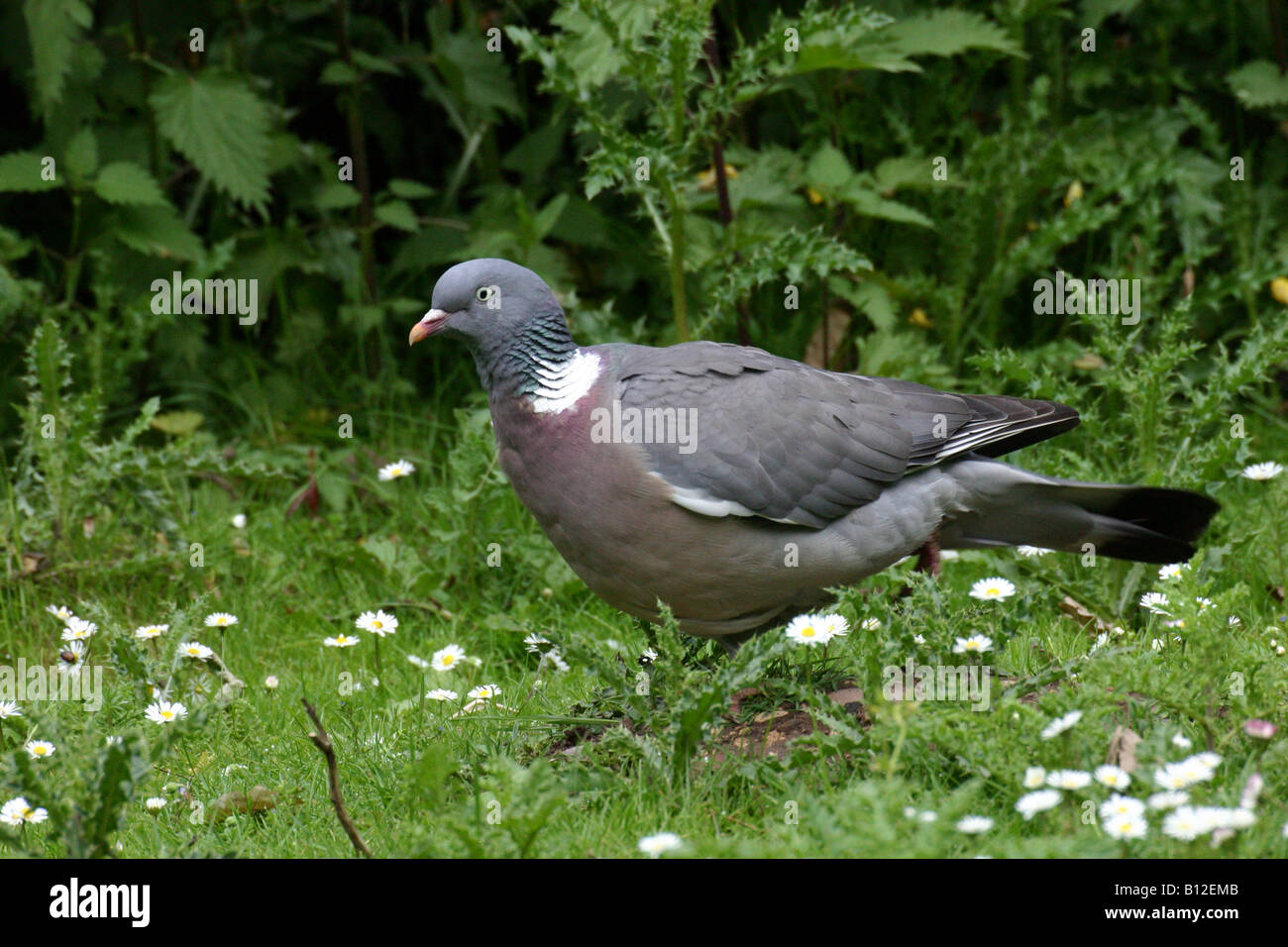 Woodpigeon markings hi-res stock photography and images - Alamy
