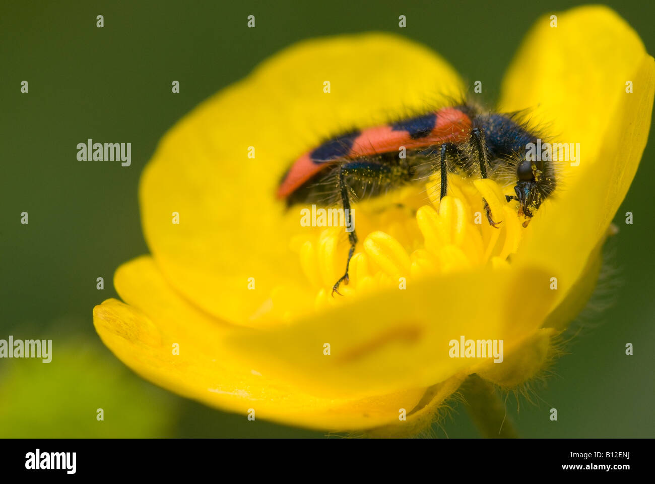 Checkered beetles hi-res stock photography and images - Alamy