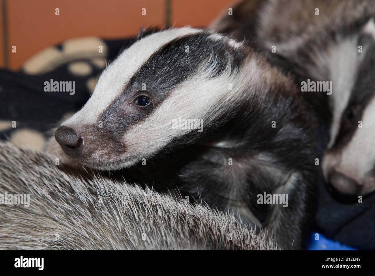 badger Meles meles cubs at secret world animal rescue charity somerset ...