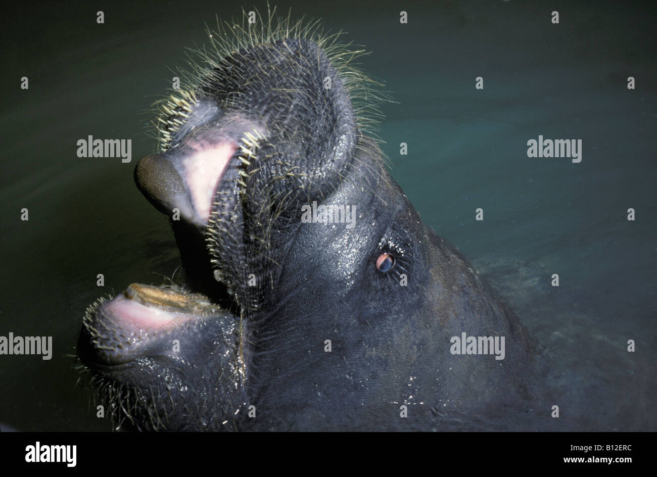 Portrait of a manatee or sea cow Trichechus manatus Portrait d un ...