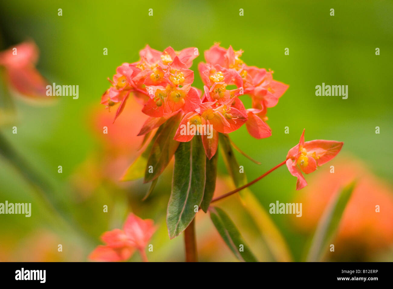 Euphorbia griffithii "fireglow Stock Photo - Alamy
