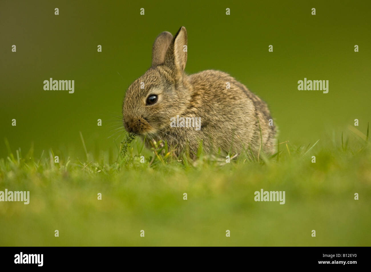 Young Rabbit Oryctolagus cuniculus eating leaves, Cambridgeshire ...