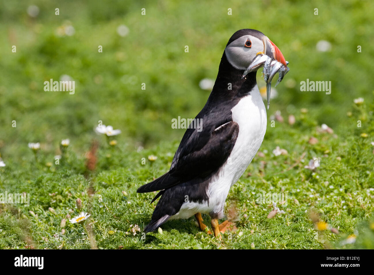 Atlantic Puffin (Fratercula arctica) with fish (eels) in its orange ...
