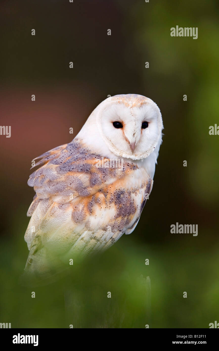 barn owl Tyto alba cornwall Stock Photo - Alamy