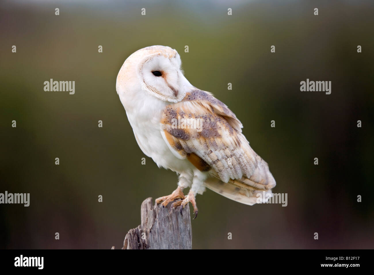 barn owl Tyto alba on post cornwall Stock Photo - Alamy