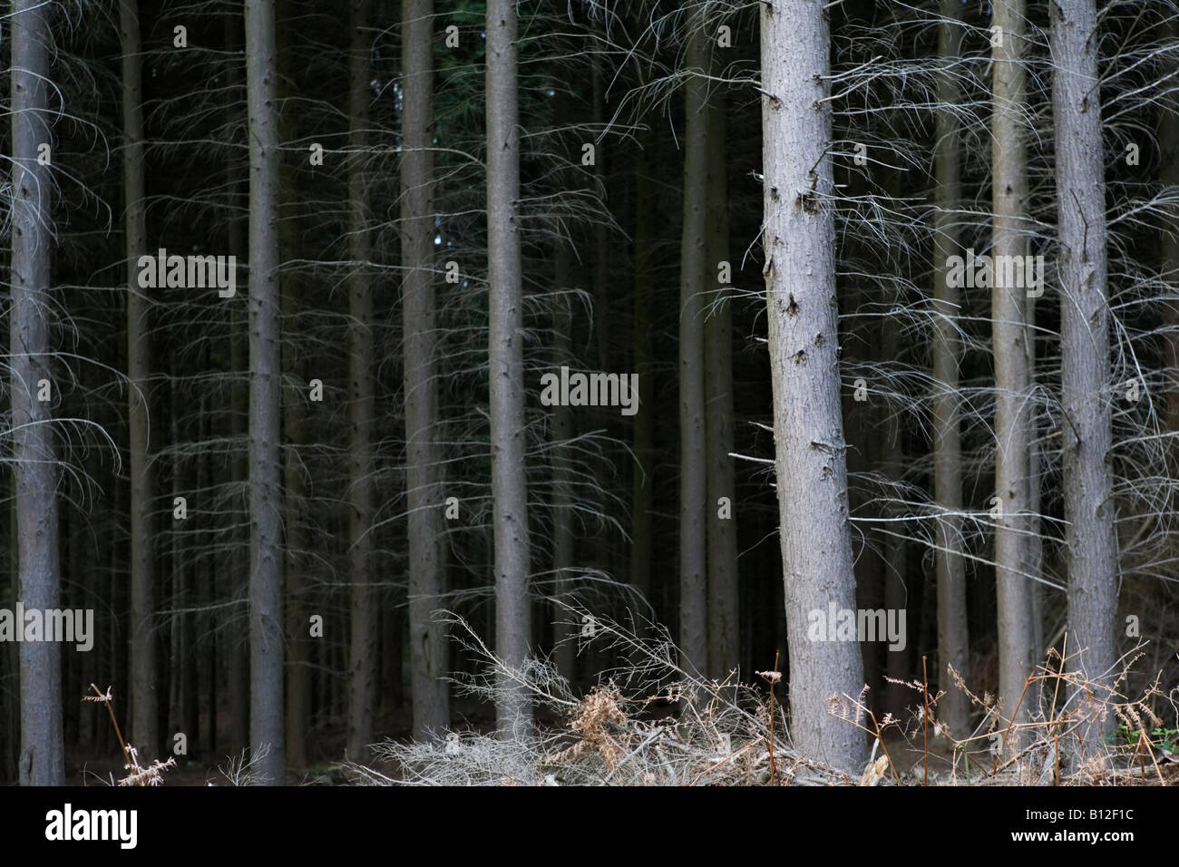 Ghostly trees in a forest near Battle, Kent Stock Photo - Alamy