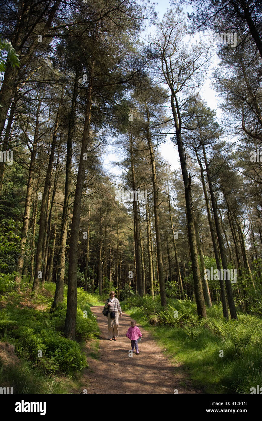 Walking in Beacon Fell Country Park in the Forest of Bowland Stock ...