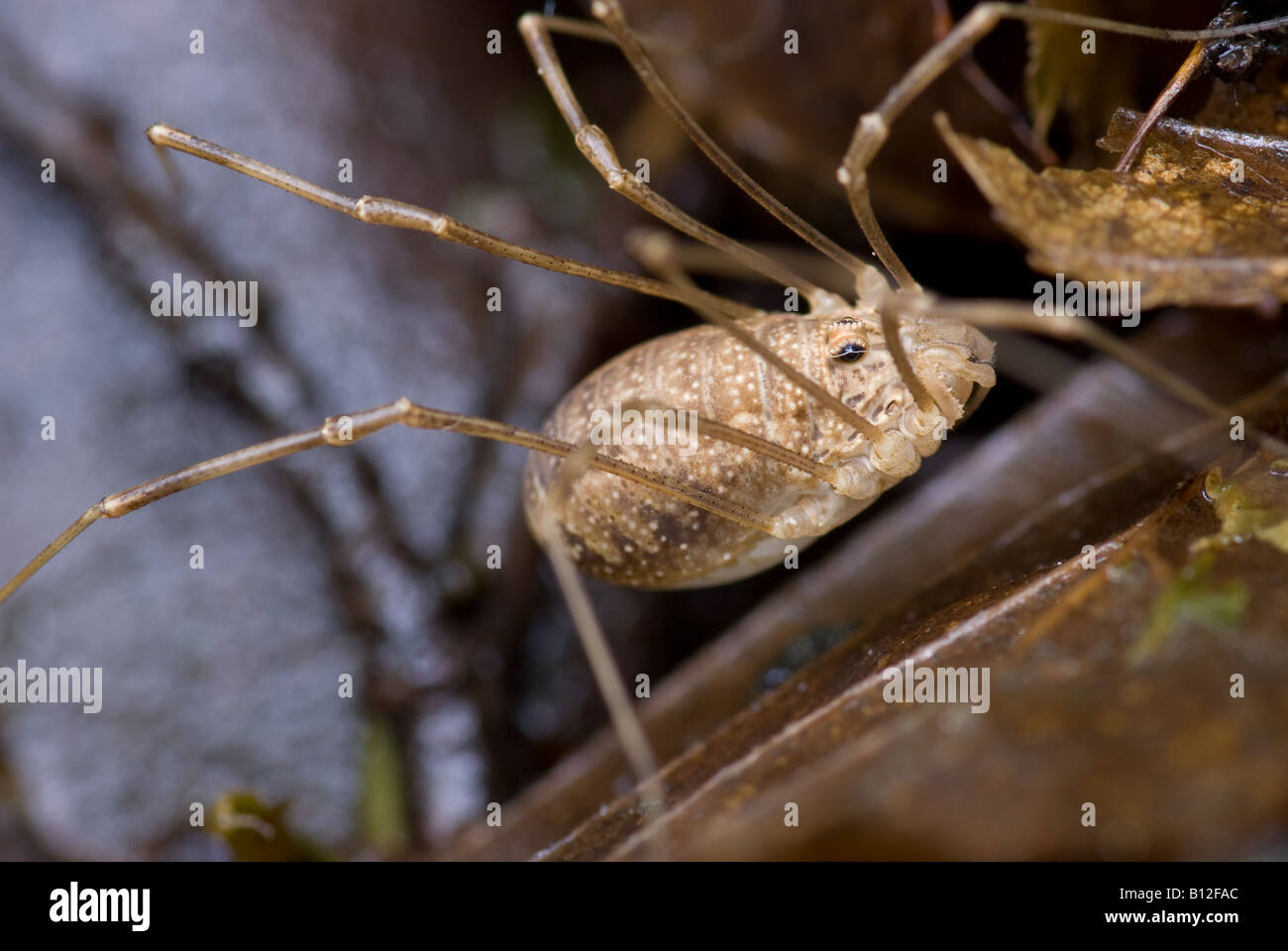 Opiliones hi-res stock photography and images - Alamy