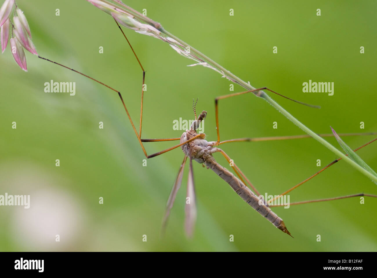 Tipulidae High Resolution Stock Photography and Images - Alamy