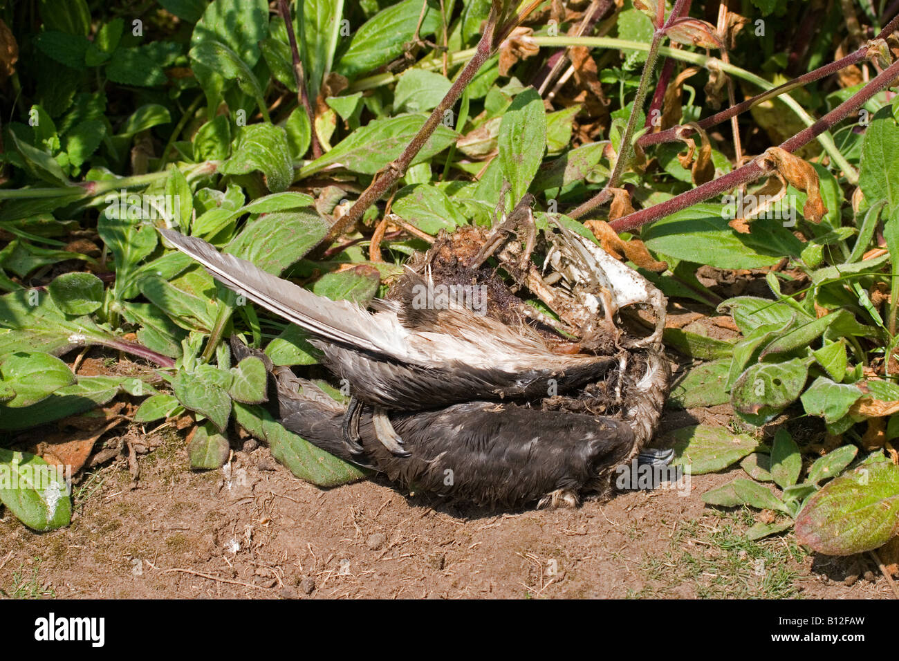 Manx Shearwater And Wales High Resolution Stock Photography and Images ...
