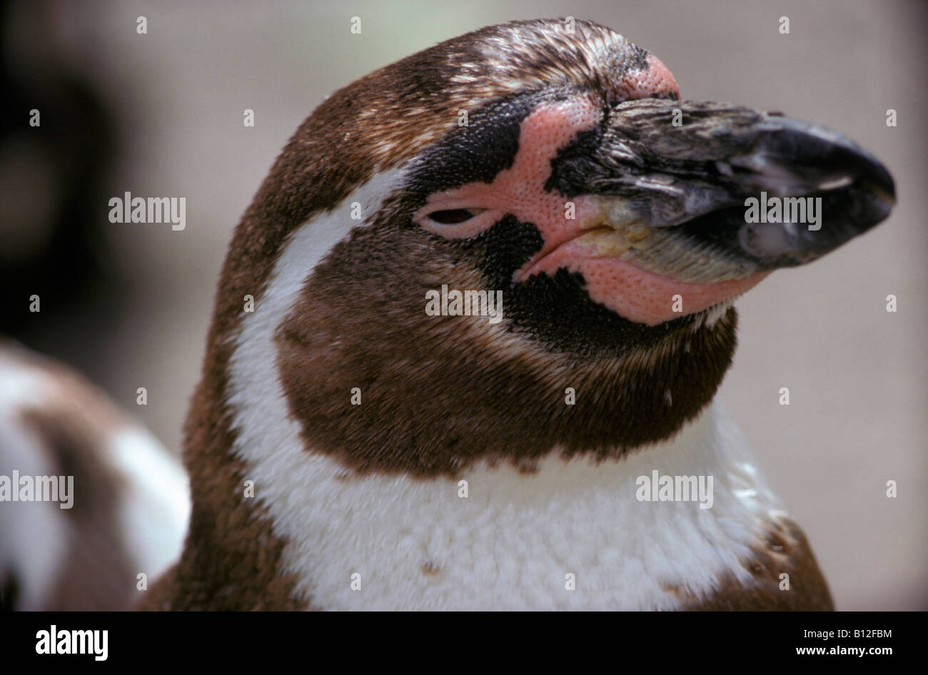 Side shot portrait of a Jackass Penguin Spheniscus demersus Adult ...