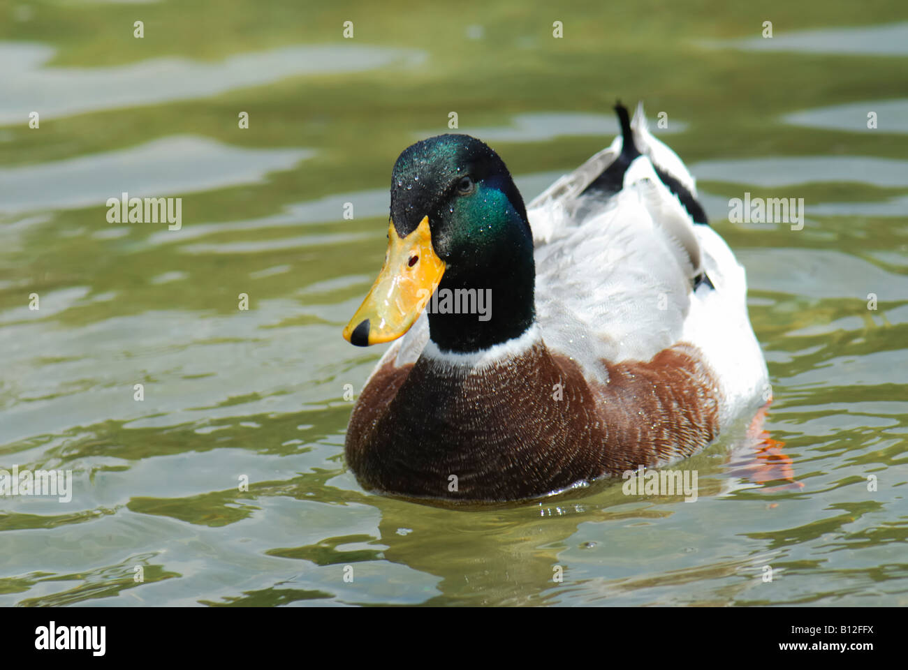 Drake bird hi-res stock photography and images - Alamy