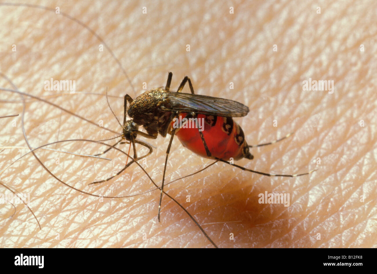Mosquito Culex pipiens on human skin Culex animal animals arthropod ...