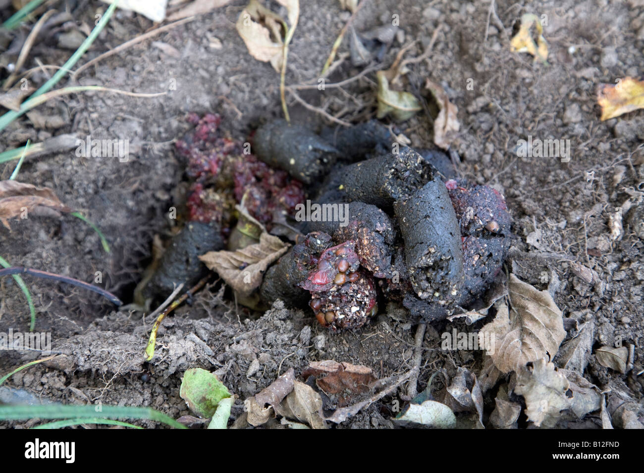 Badger droppings hi-res stock photography and images - Alamy