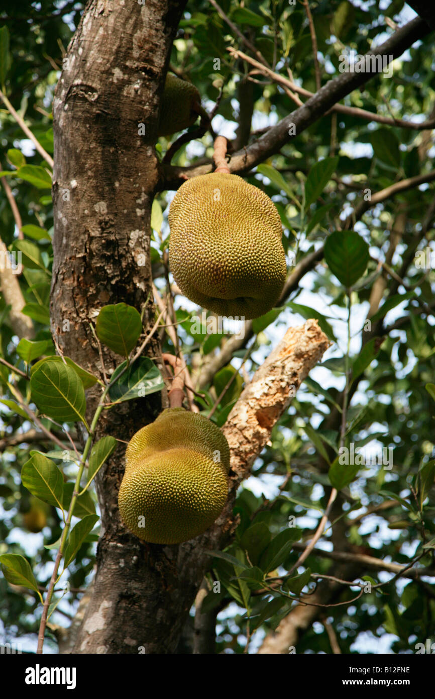 Jackfruit philippines hi-res stock photography and images - Alamy