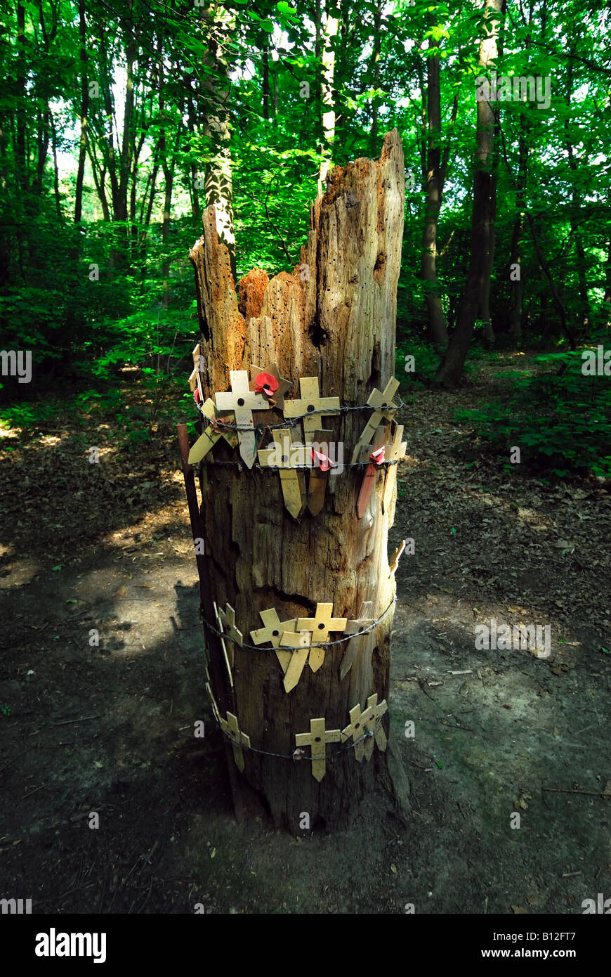 Shot up tree stump at Hill 62 Ypres Salient Stock Photo - Alamy
