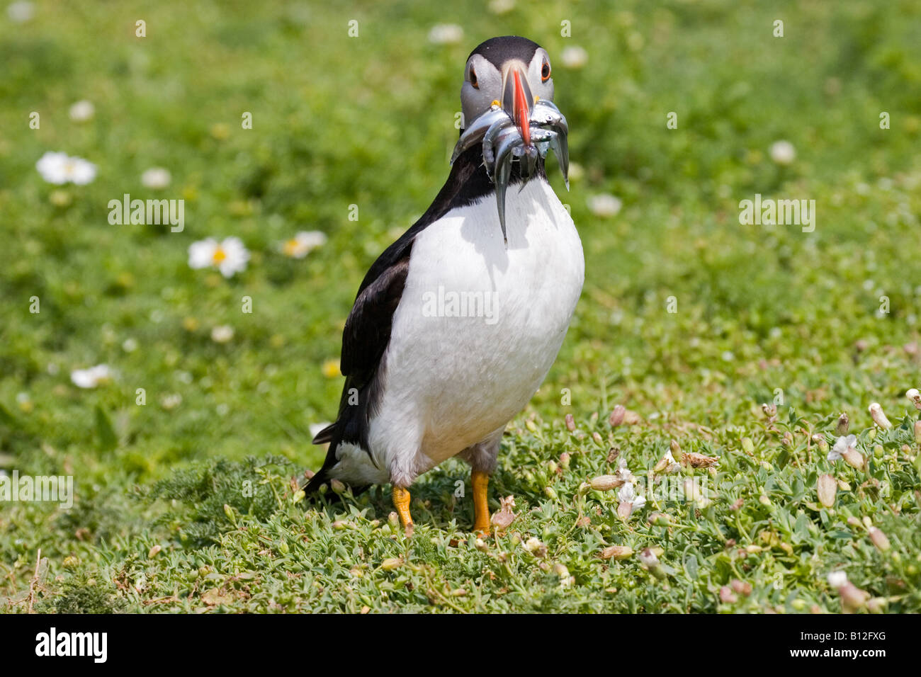 Atlantic Puffin (Fratercula arctica) with fish (eels) in its orange ...