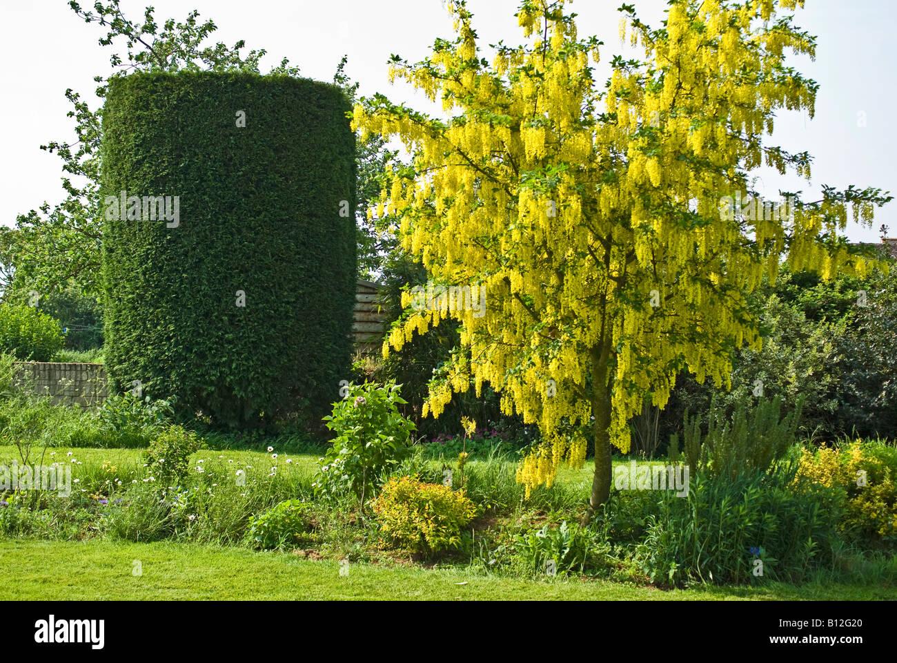 Laburnum x watereri Vossii in flower with contrasting evergreen ...