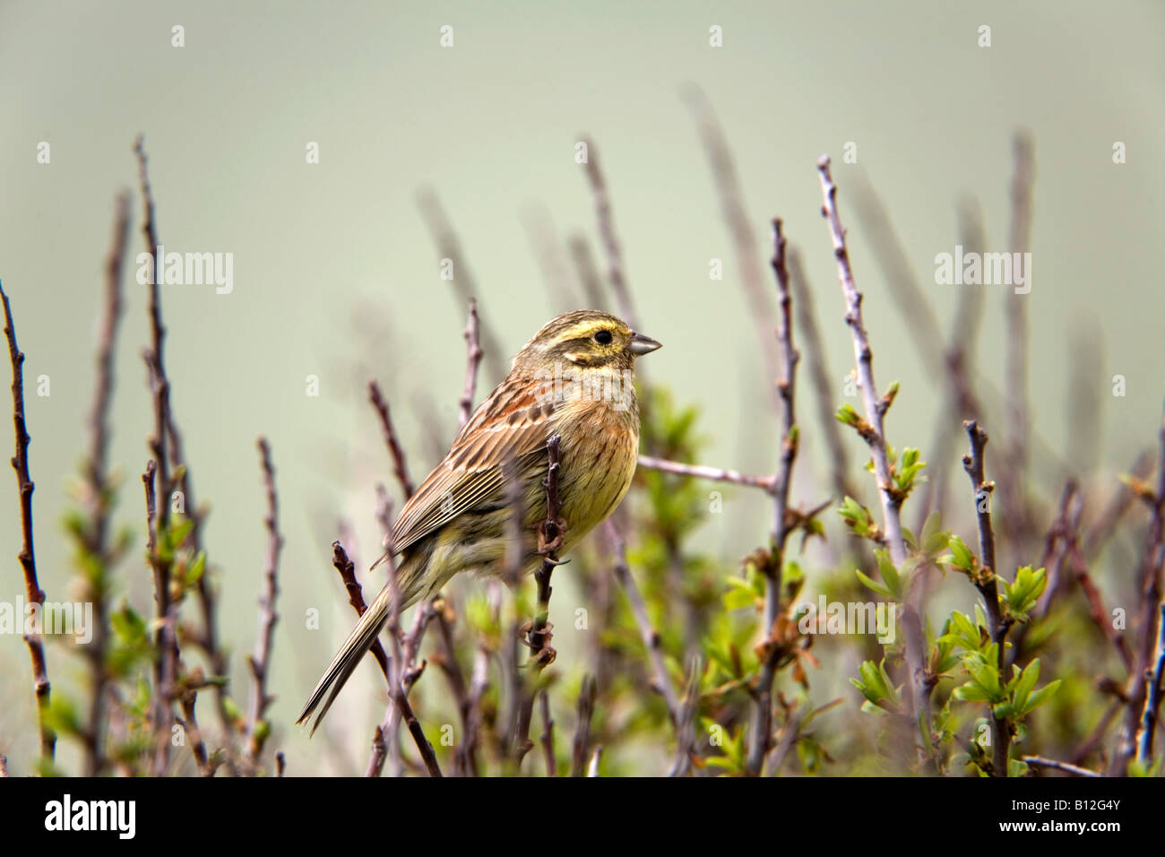 cirl bunting Emberiza cirlus devon Stock Photo - Alamy