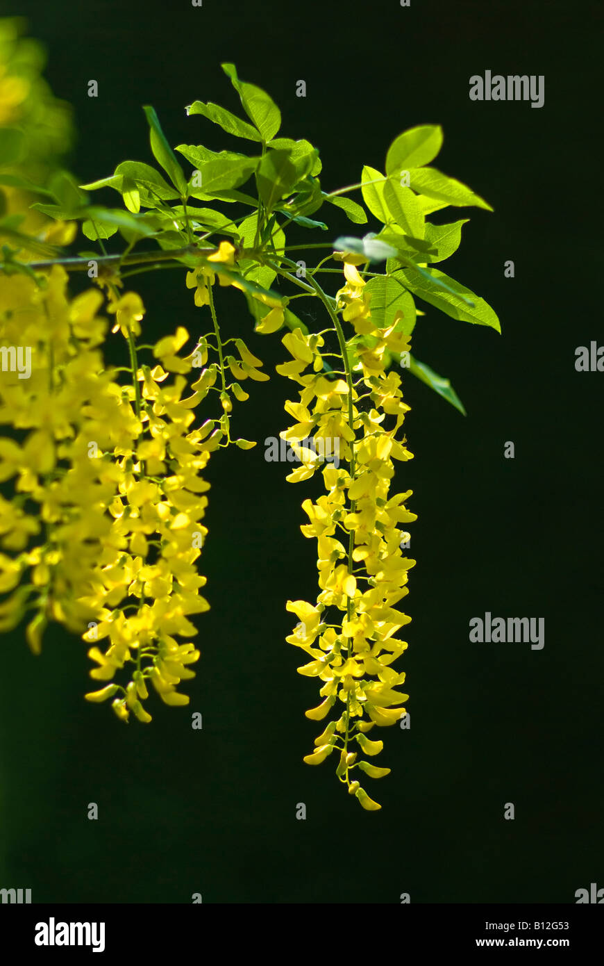 Yellow Tree Flower Raceme High Resolution Stock Photography and Images - Alamy