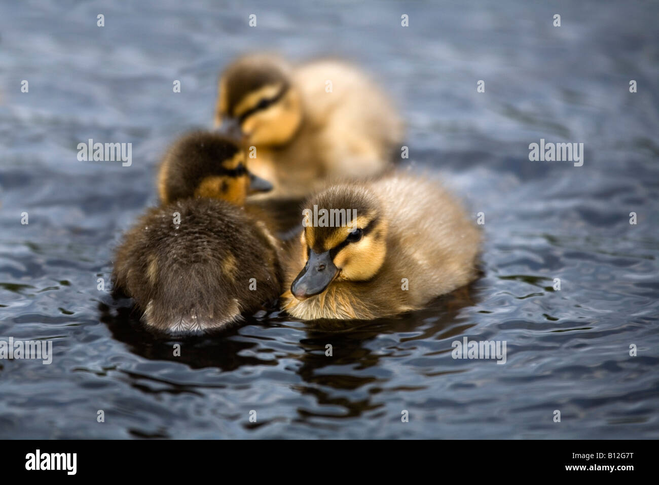 young ducklings swimming Stock Photo - Alamy
