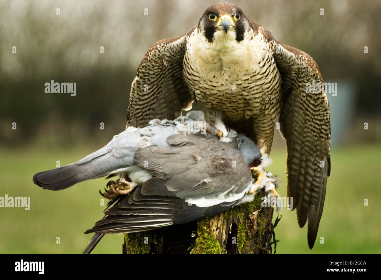 Peregrine Falco peregrinus Stock Photo - Alamy