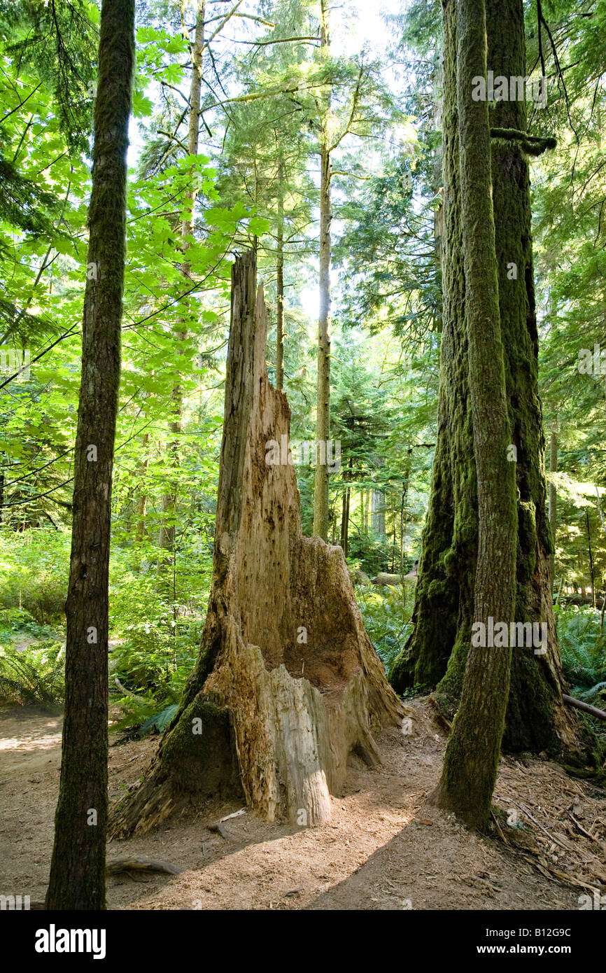 Rotten tree stump in coastal rainforest Vancouver island Canada Stock ...