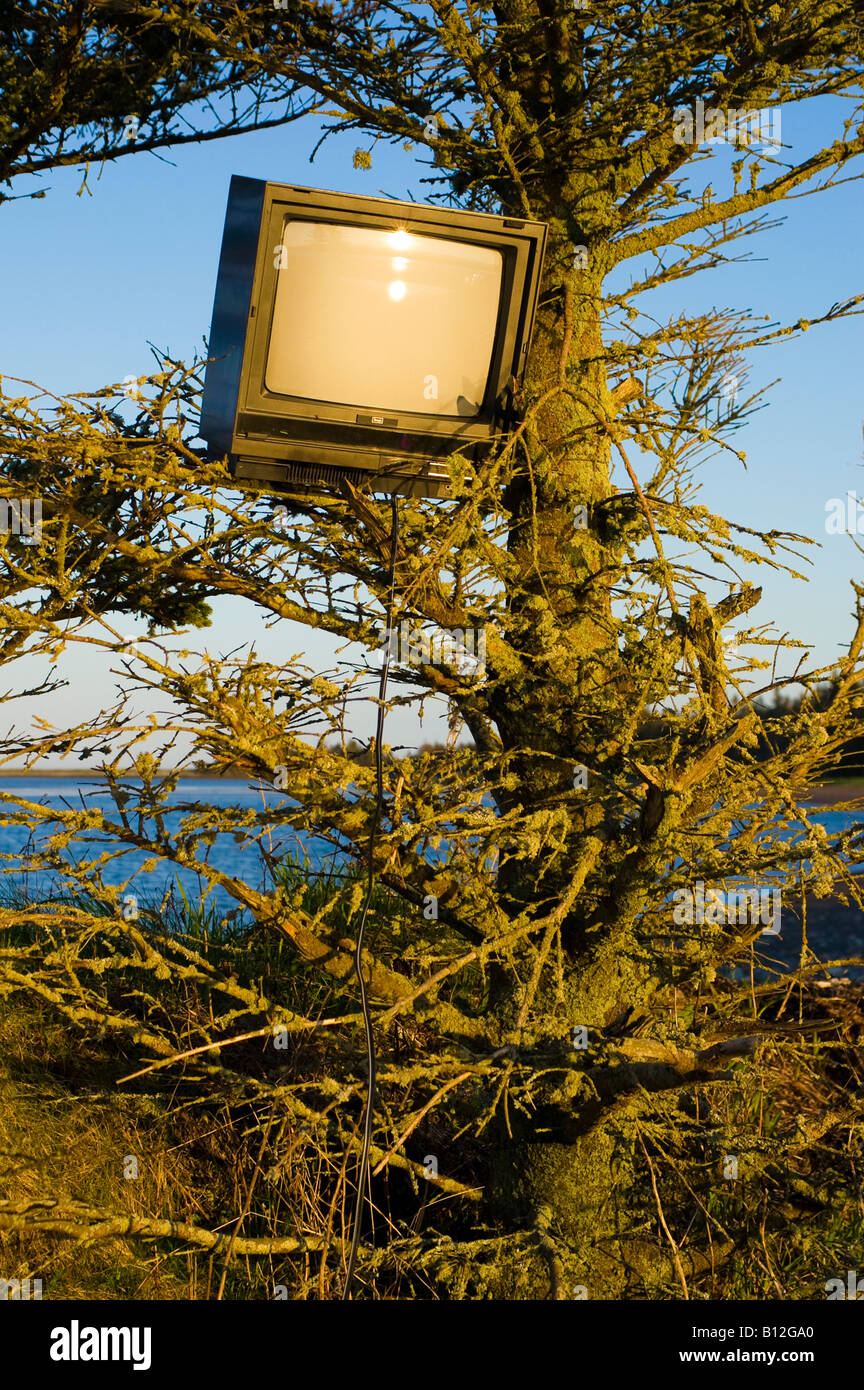 Television in a tree by the sea shore Stock Photo - Alamy