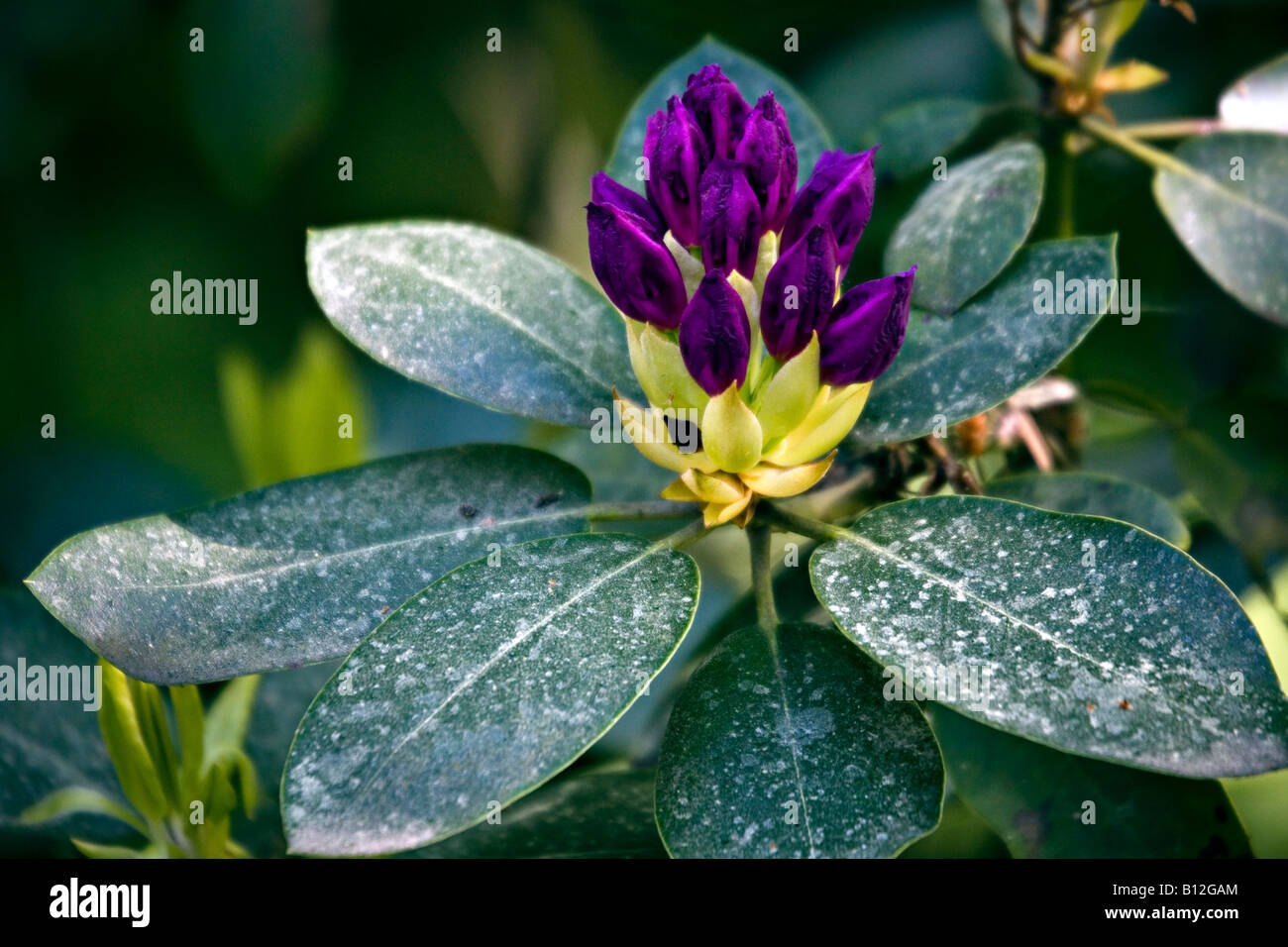 Flowering Rhododendron in Babite Rhododendron Park Latvia Europe Stock ...