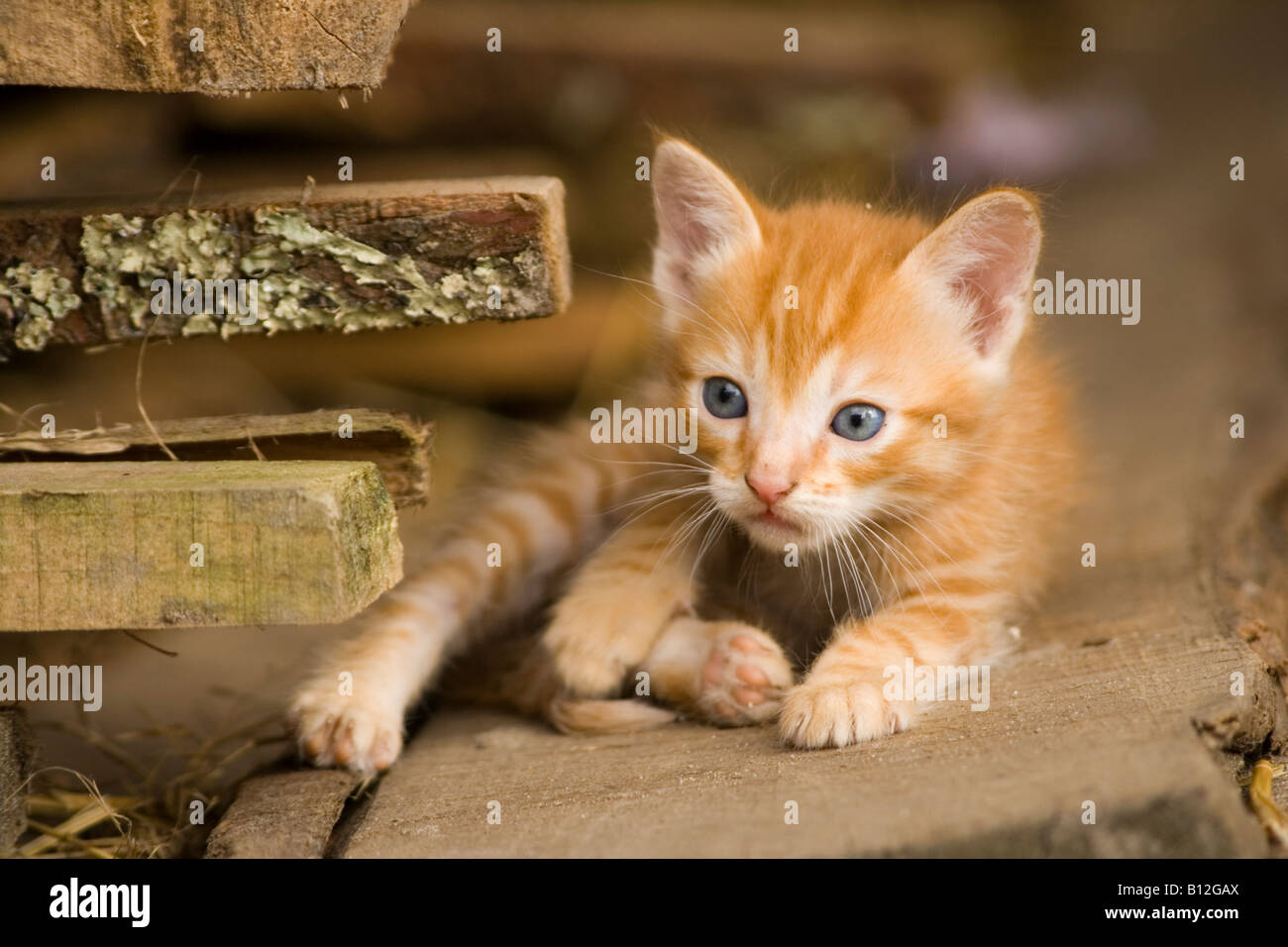 one baby cat Stock Photo - Alamy