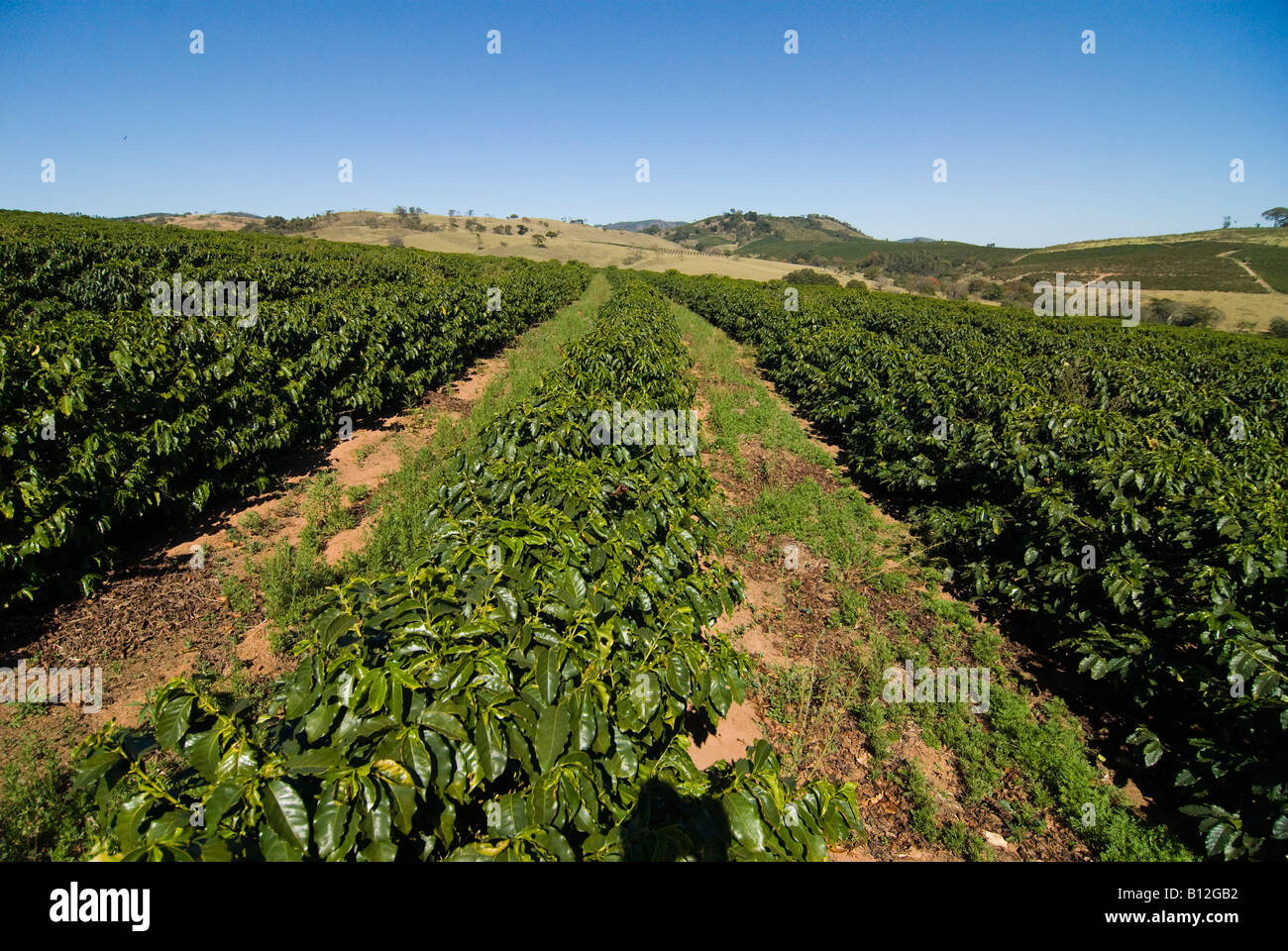 Coffee plantation at Sao Benedito s Farm state of Sao Paulo Brazil 08 ...