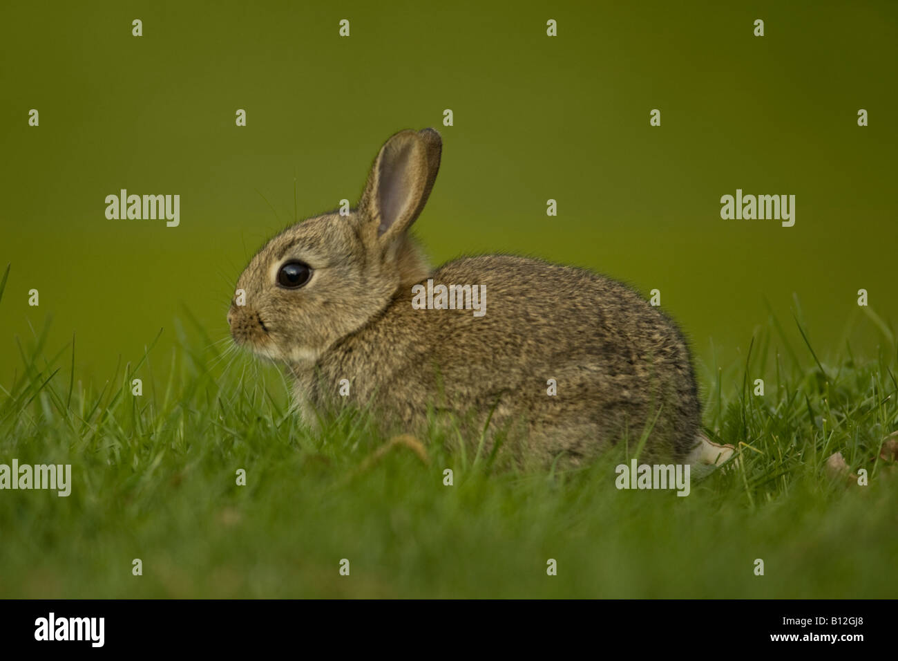 Young Rabbit Oryctolagus cuniculus, Cambridgeshire, England, UK Stock ...