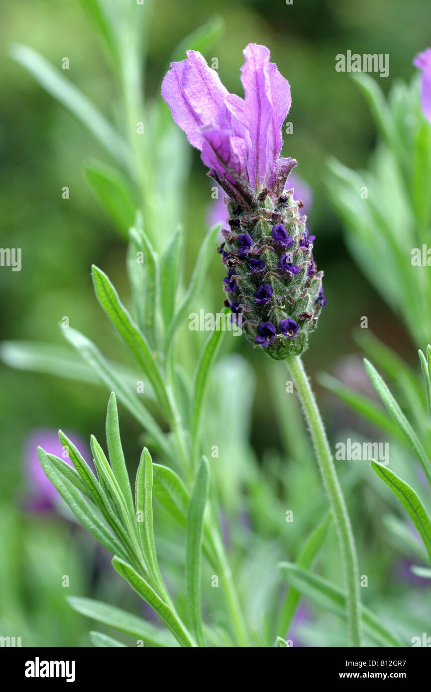 French Lavender Vs English Lavender
