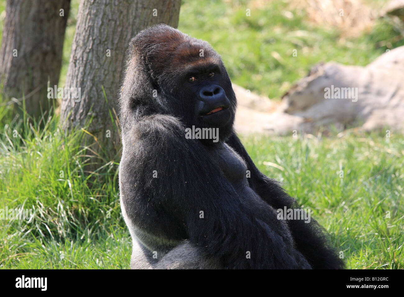 Silverback Western Lowland Gorilla 2 Stock Photo - Alamy
