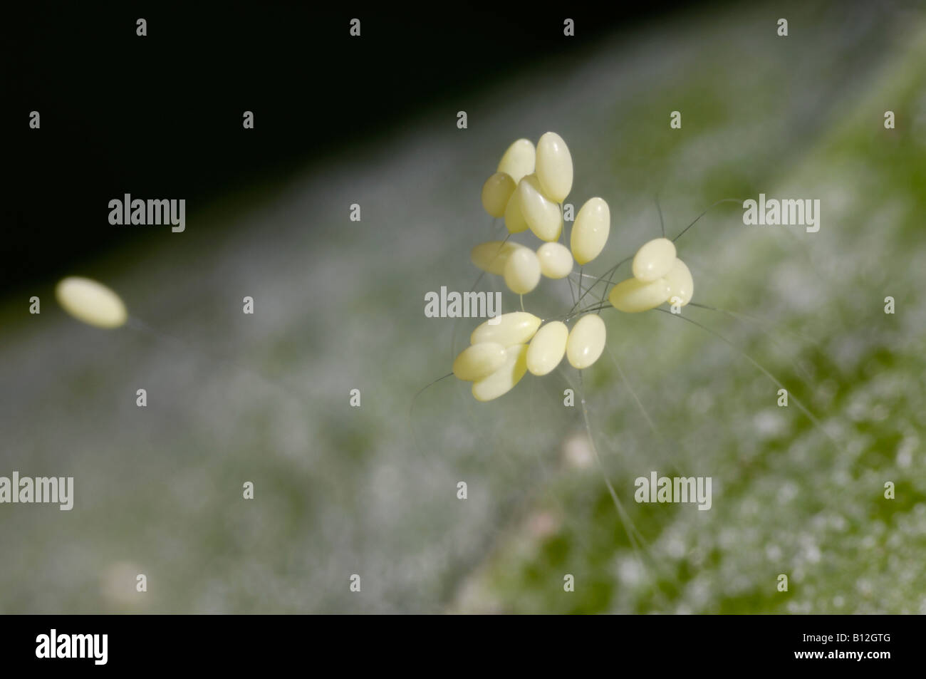 Green lacewing eggs hi-res stock photography and images - Alamy
