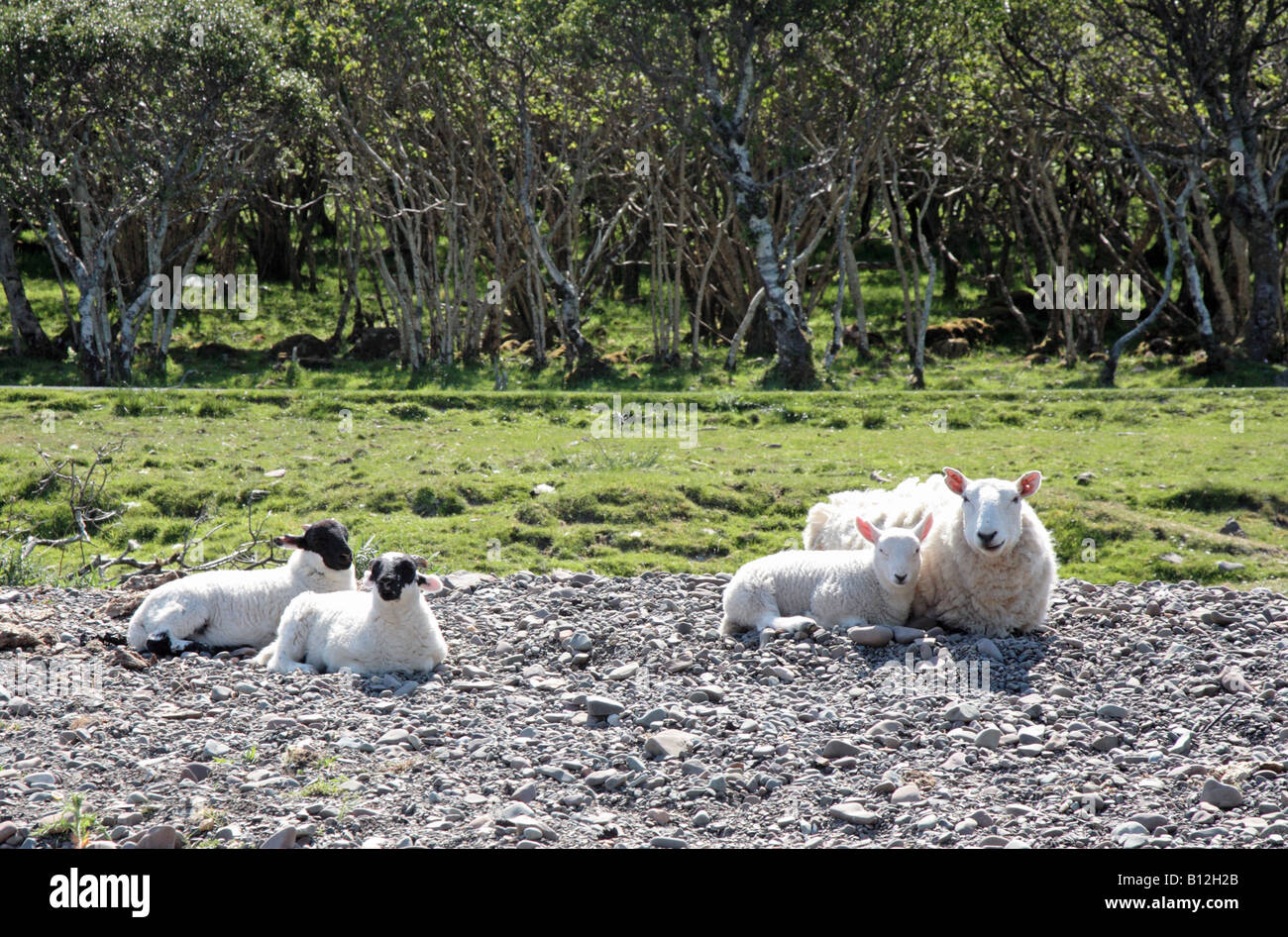 Sheep crofting hi-res stock photography and images - Alamy