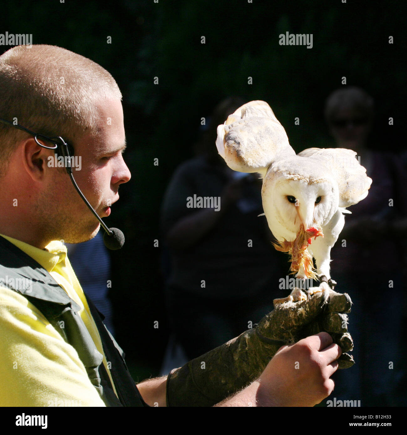 Barn owl, and handler Stock Photo - Alamy