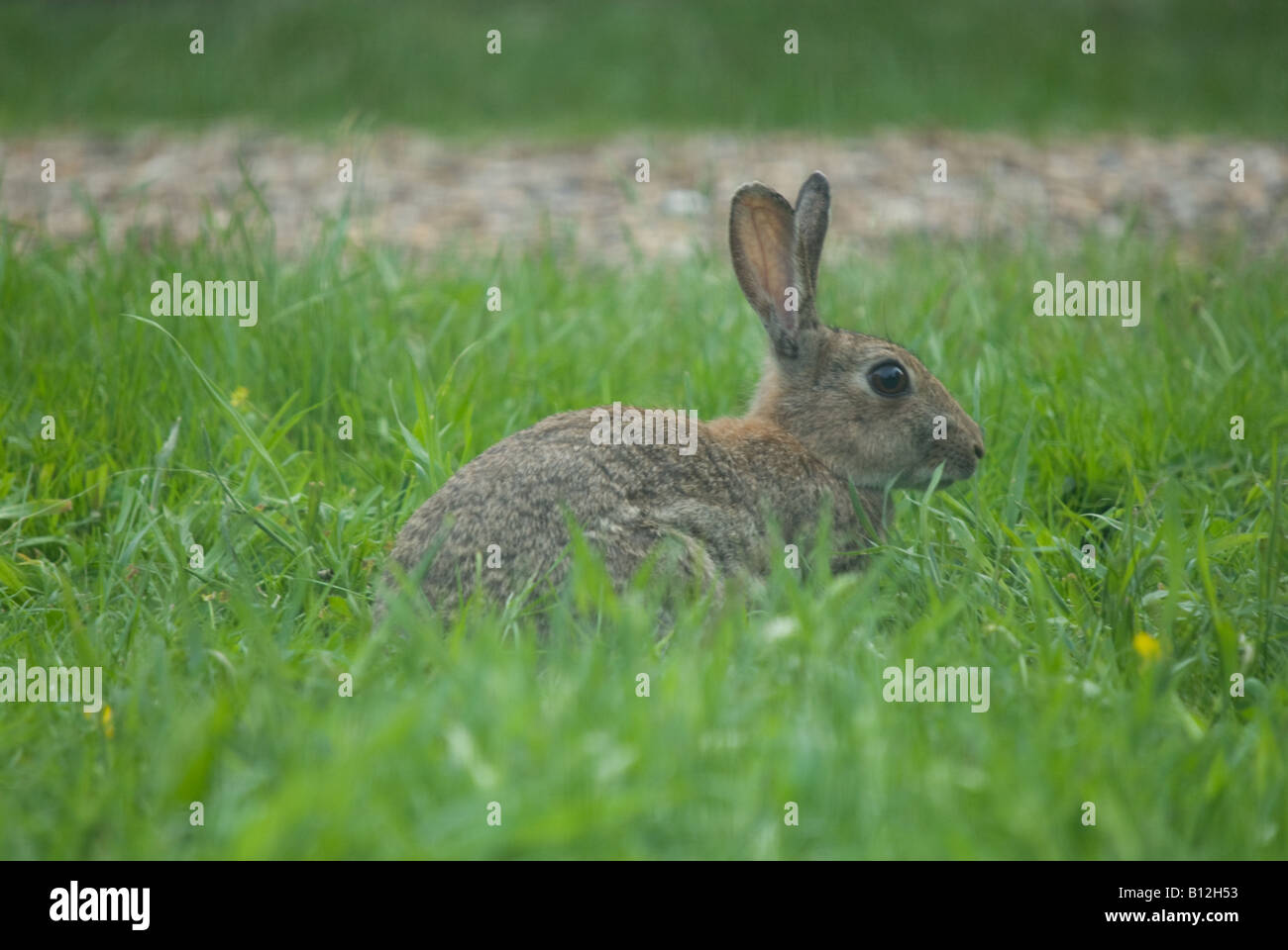 Rabbit in grass Stock Photo - Alamy