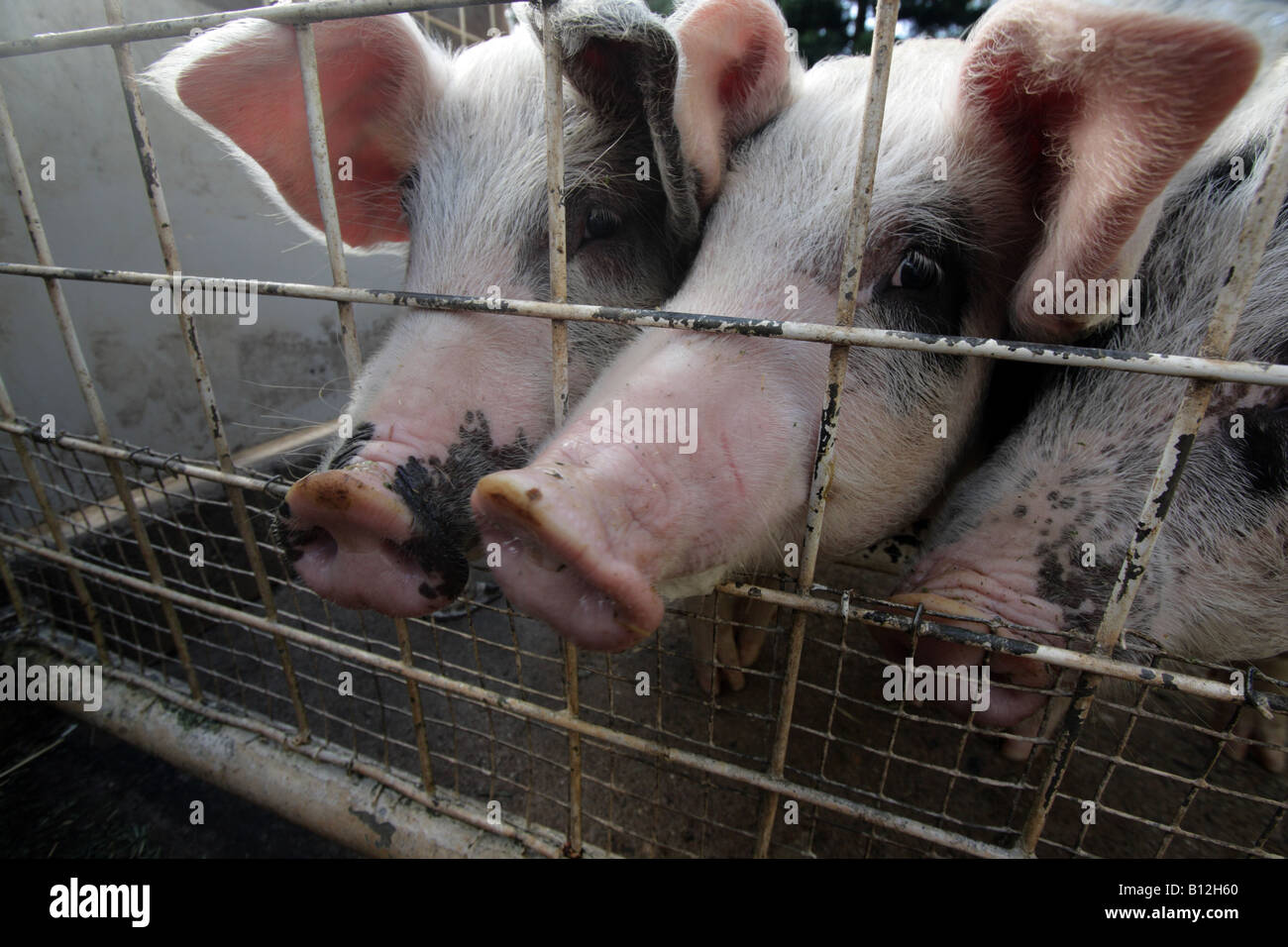 Swill pig feed hi-res stock photography and images - Alamy