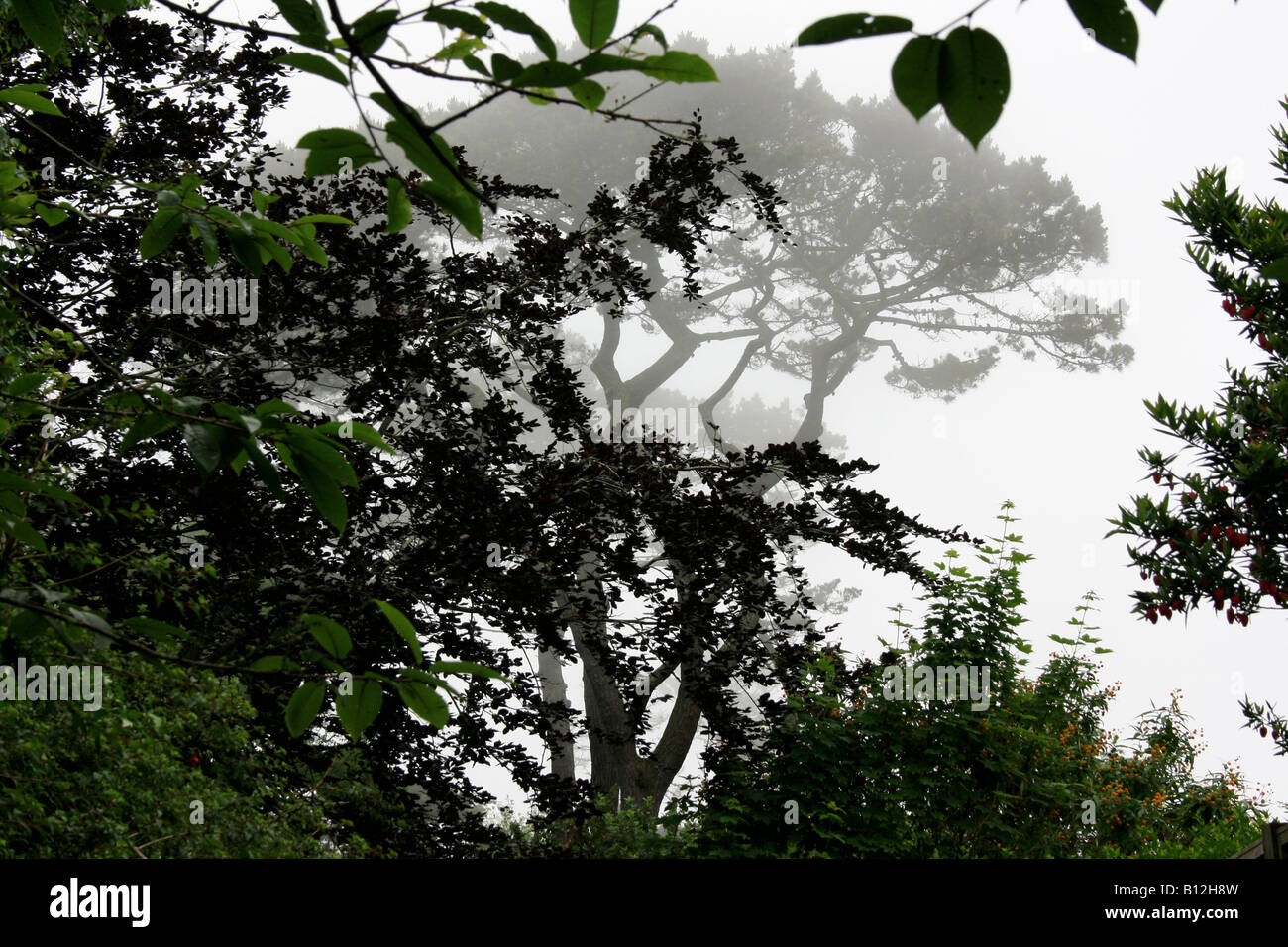 Trees in the morning mist Stock Photo - Alamy