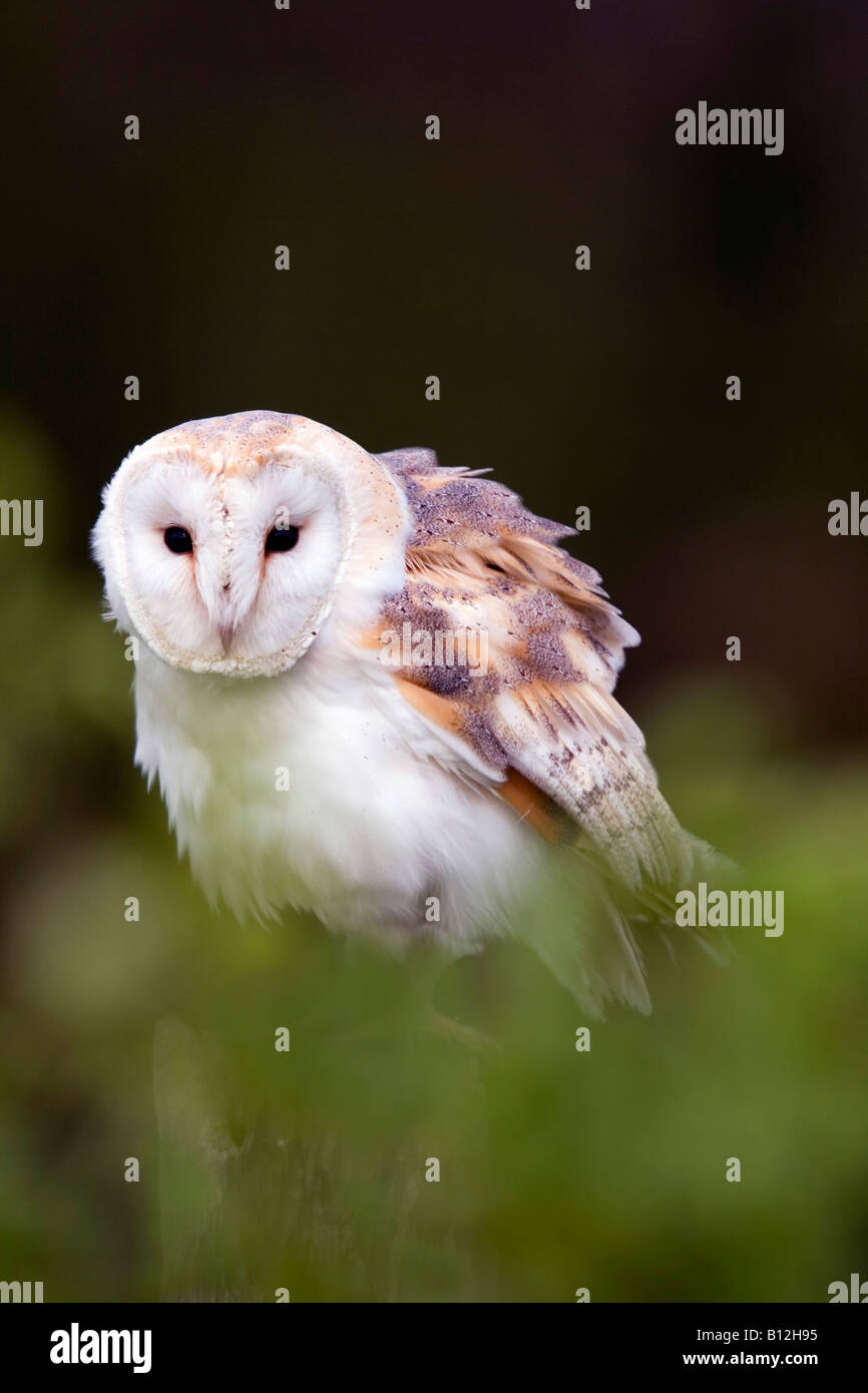 Ruffled hi-res stock photography and images - Alamy