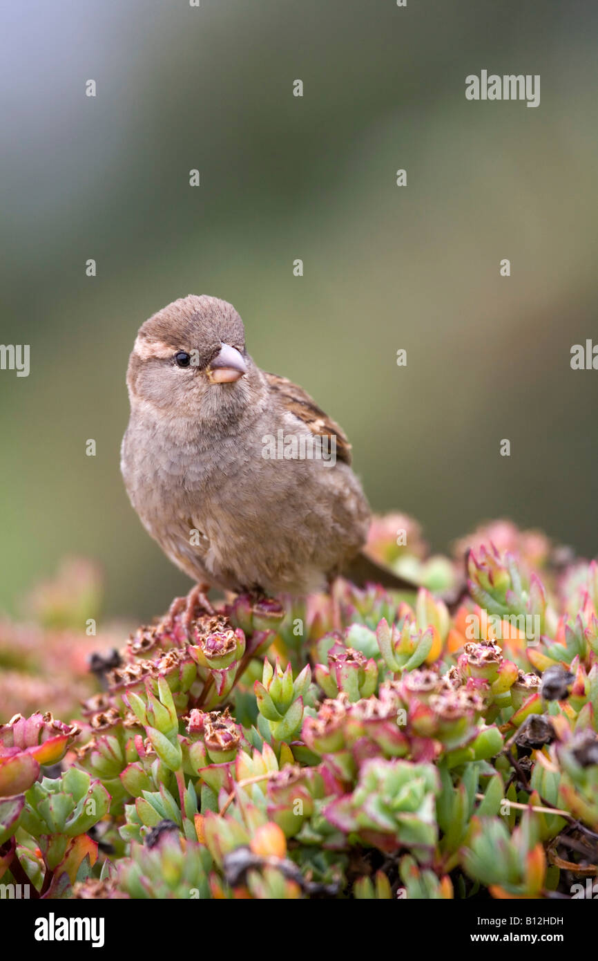 house sparrow Passer domesticus female cornwall Stock Photo - Alamy