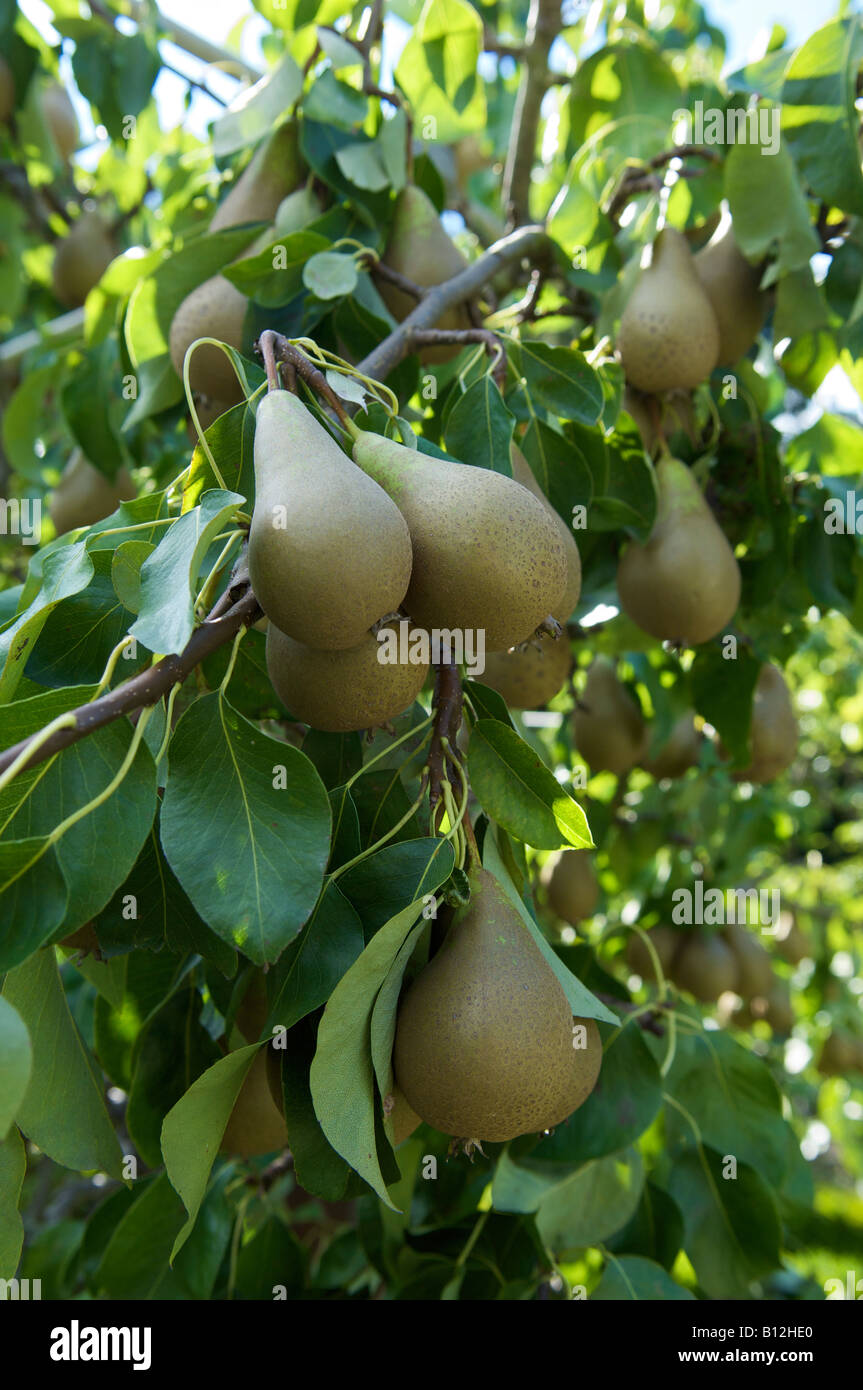 Pears growing on a tree Stock Photo - Alamy