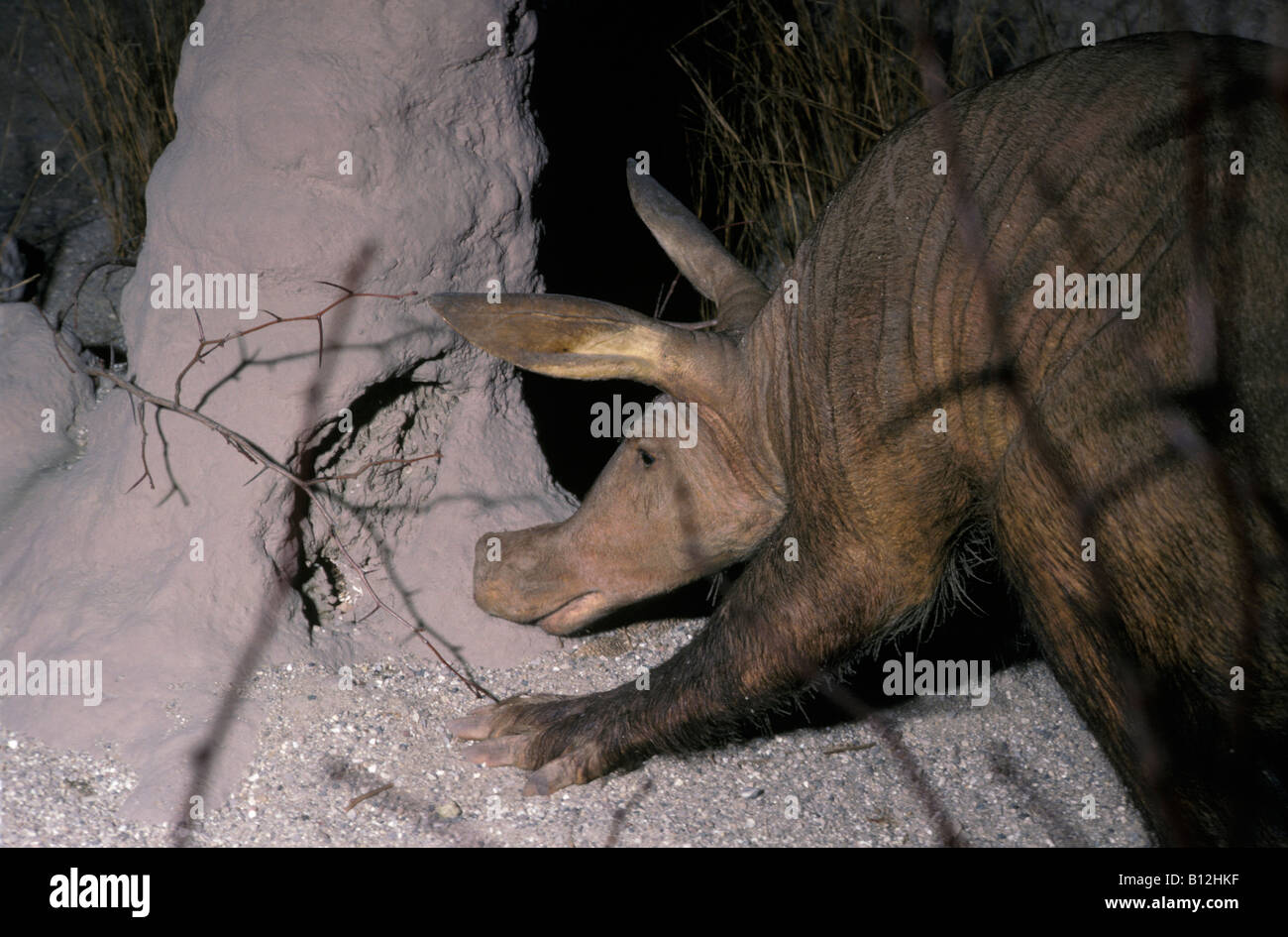 Orycterope Erdferkel Aardvark Orycteropus afer digging up termite mound ...