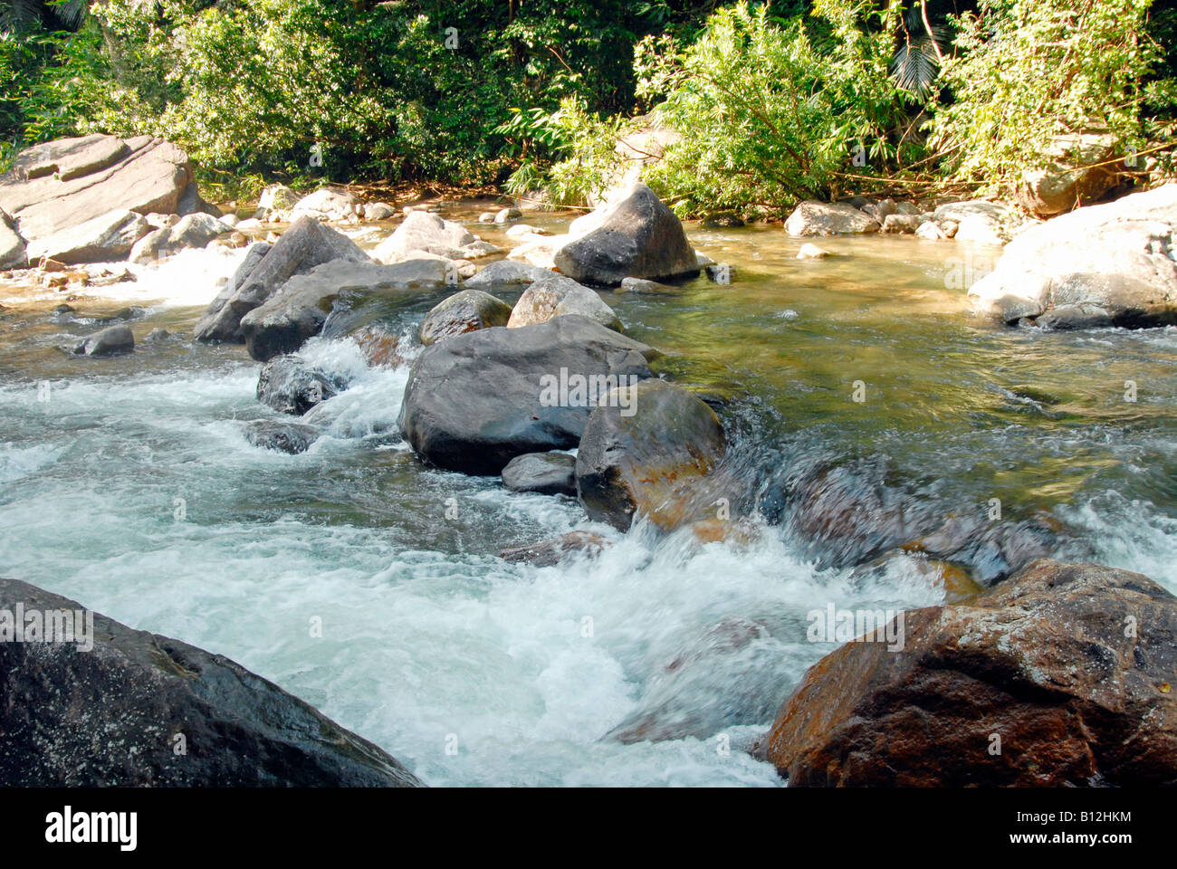 A forest river Stock Photo - Alamy