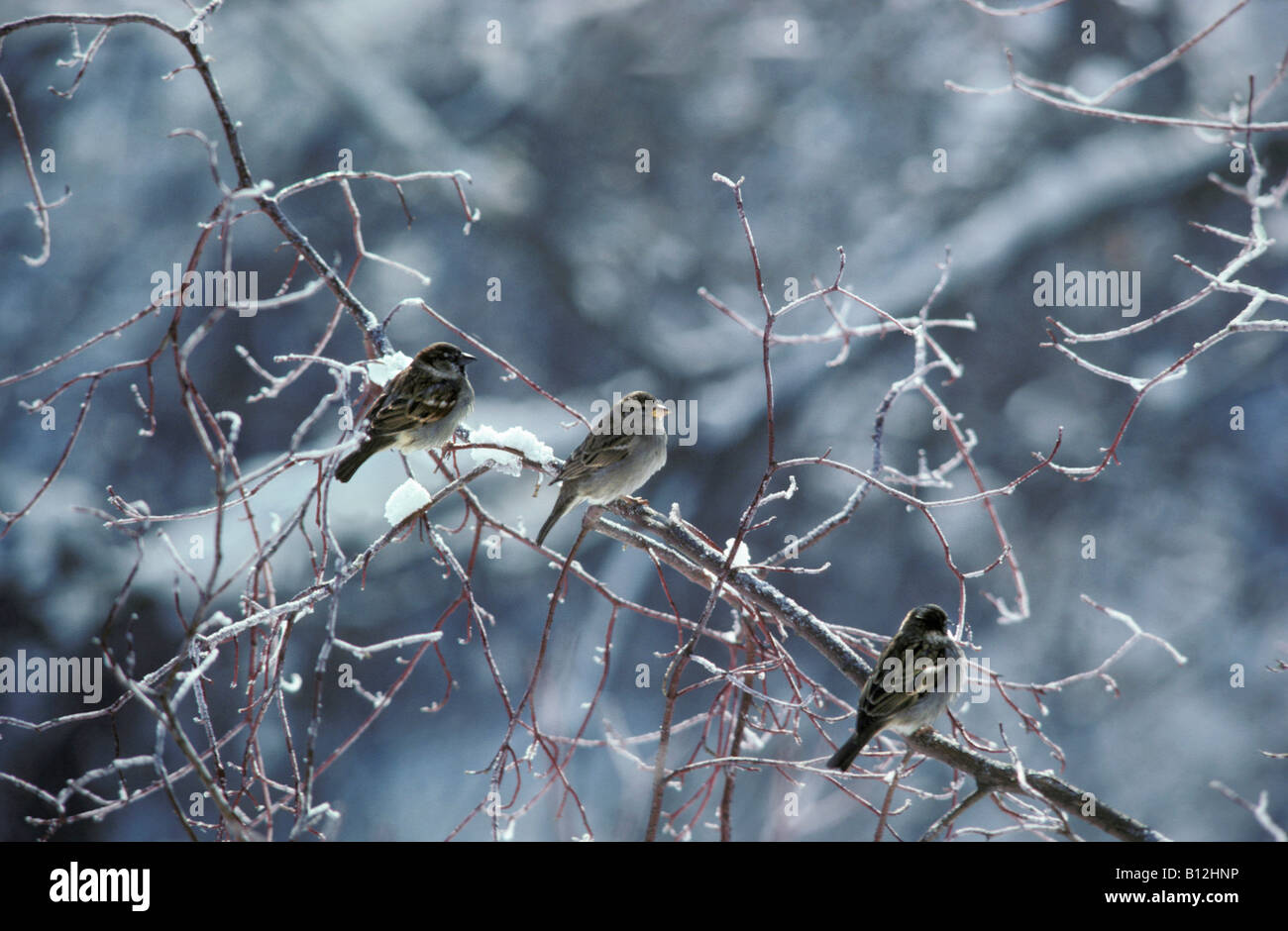 Moineau hi-res stock photography and images - Alamy