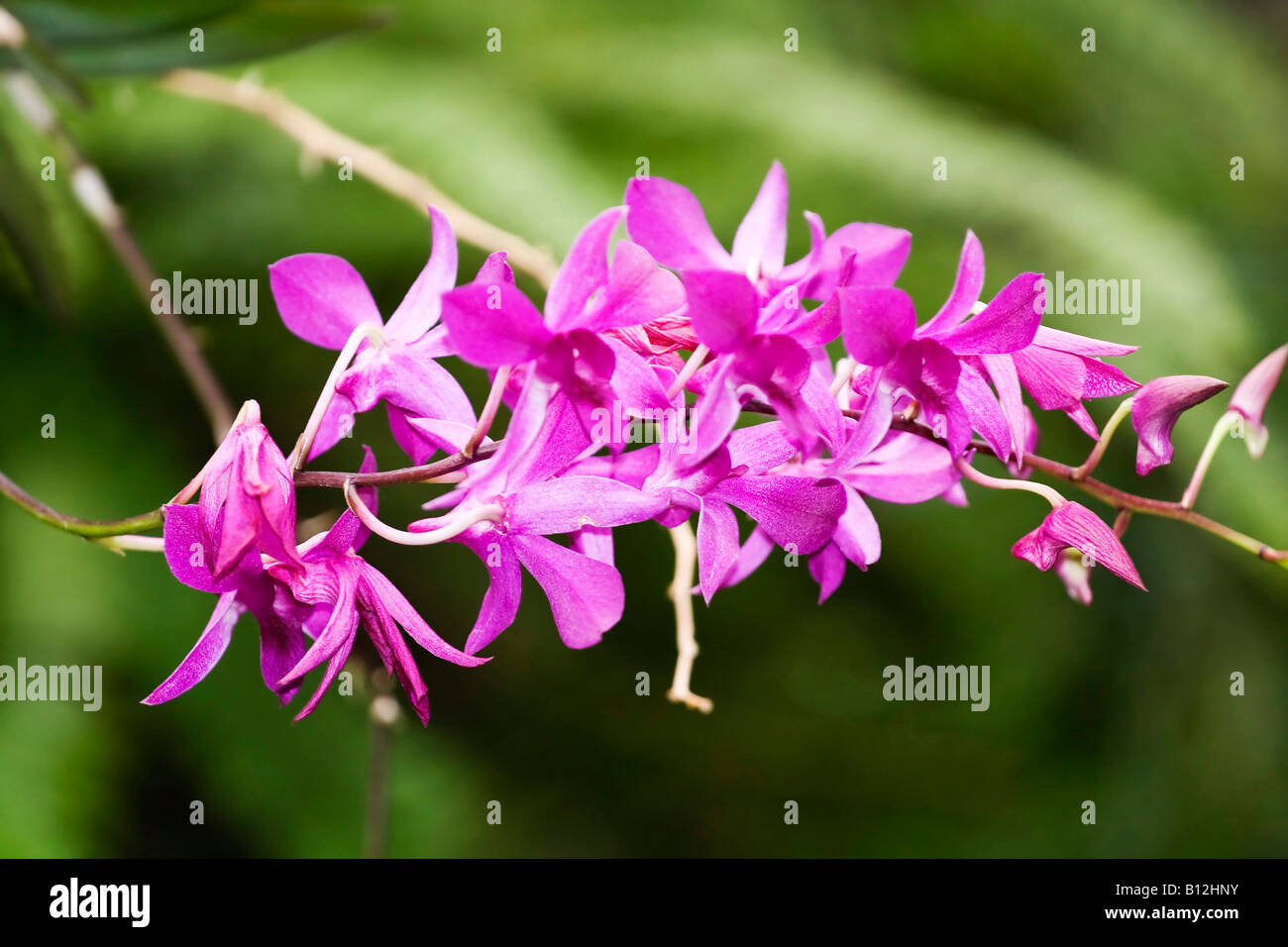 Flowers close up abstract backgrounds Stock Photo - Alamy